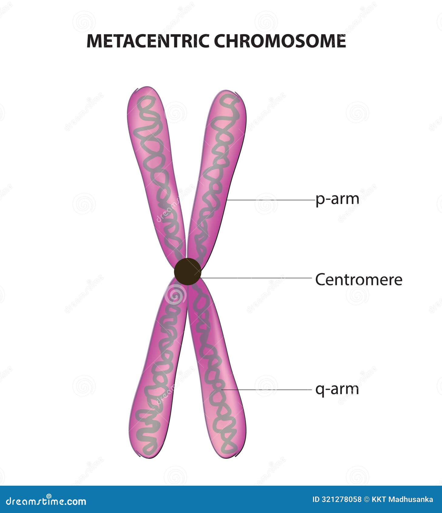 Metacentric chromosome stock vector. Illustration of nature - 321278058