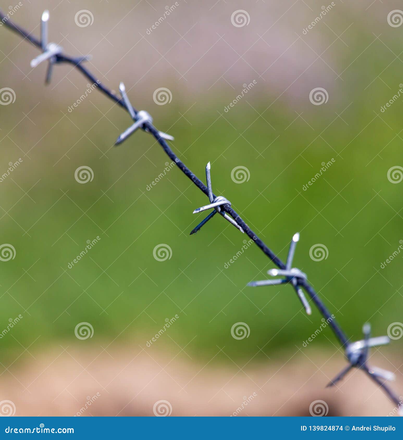 Metal Barbed Wire on Nature As Background Stock Photo - Image of animal ...