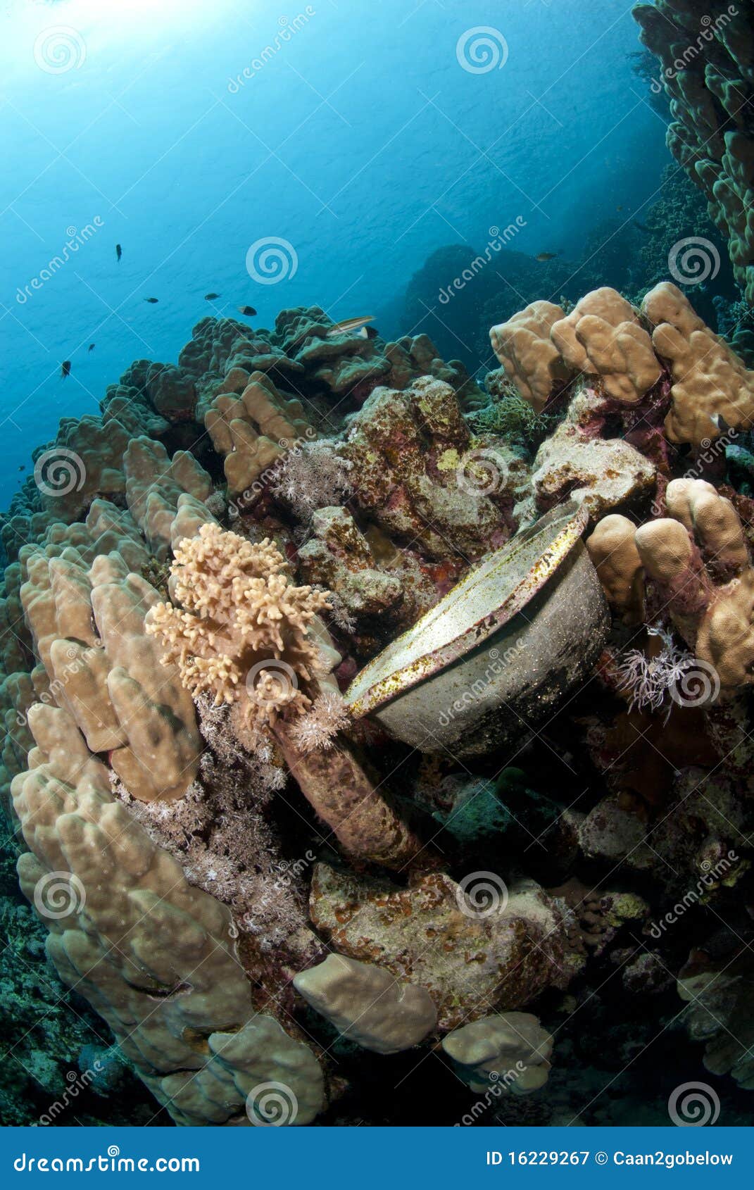 Metal Bowl Left Underwater, Resting on a Reef. Stock Image - Image of ...
