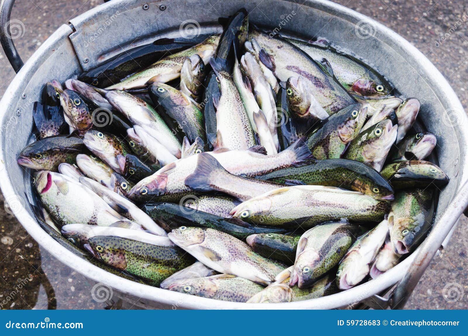 Metal Bucket Full with Fish. Stock Image - Image of dead, trout: 59728683