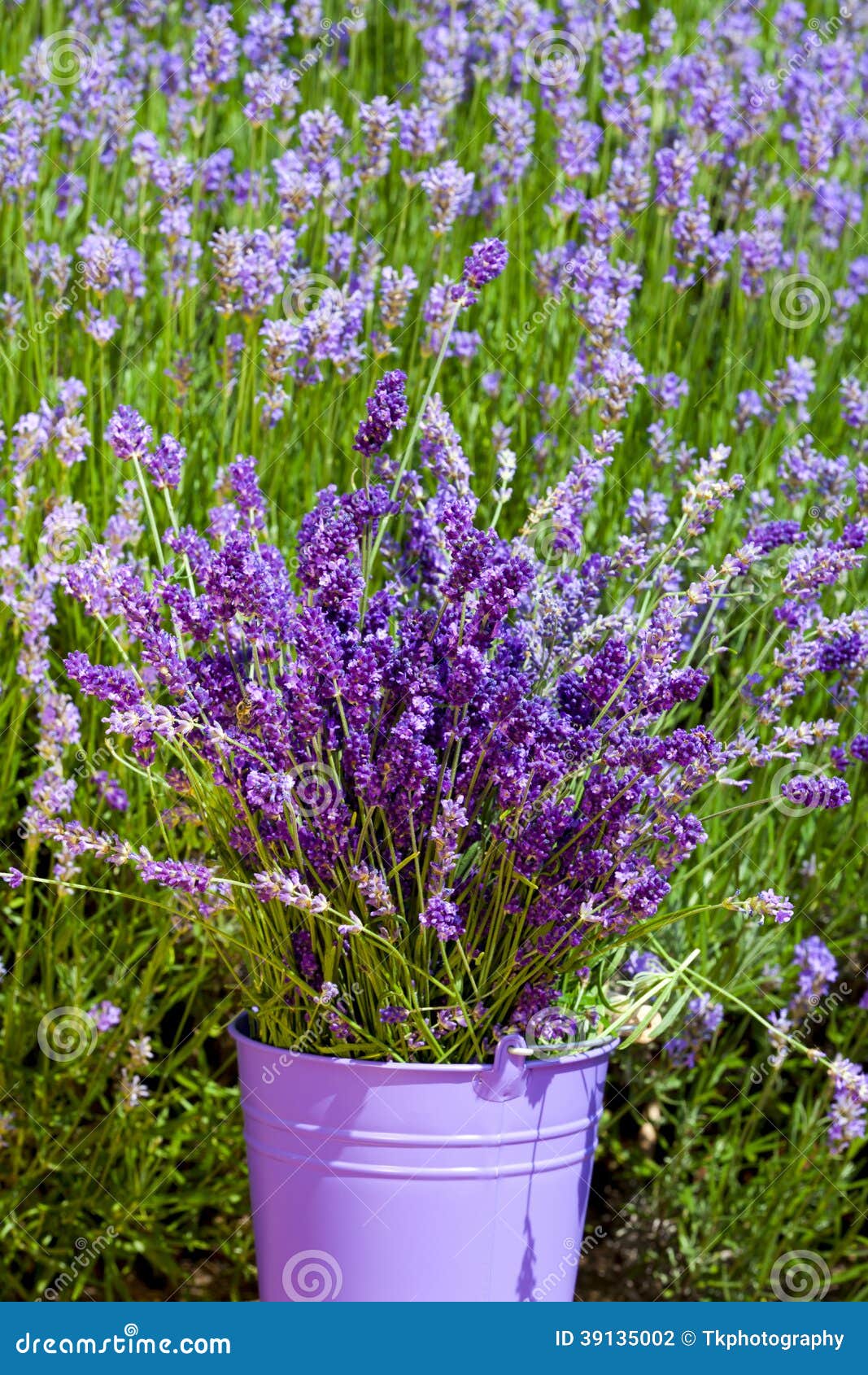 Metal bucket with lavender stock photo. Image of plant - 39135002