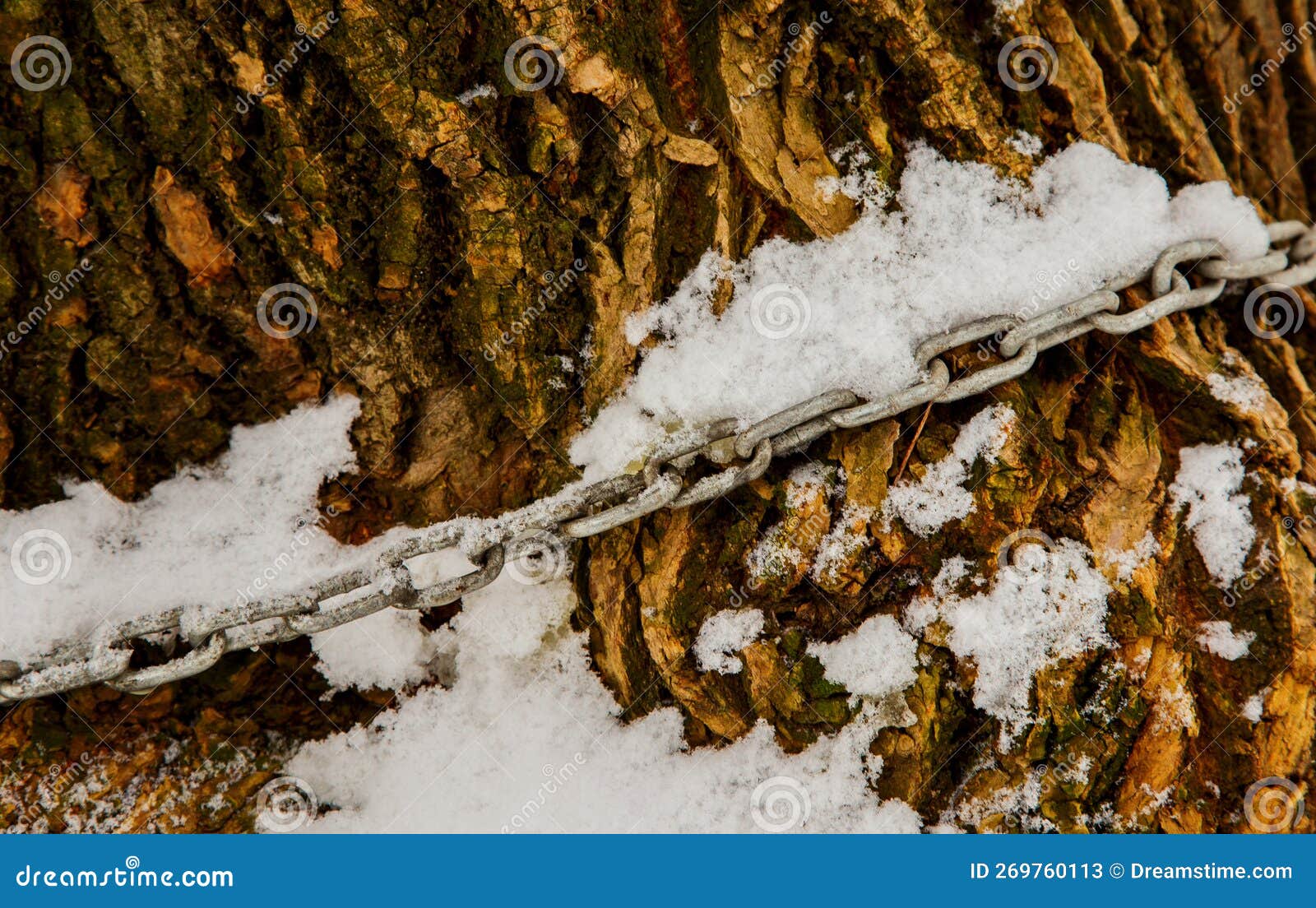 A tree tied with a chain. stock image. Image of winter - 269760113
