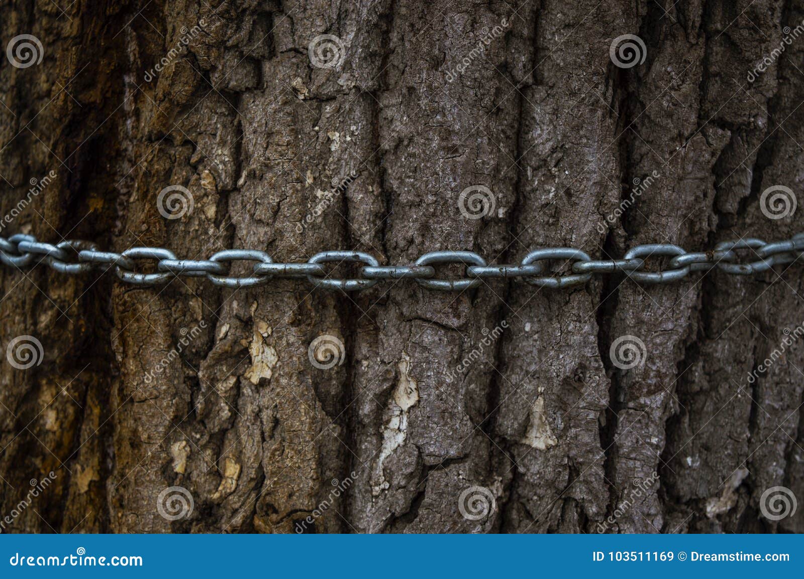 Metal Chain on the Tree Trunk Stock Image - Image of rough, link: 103511169