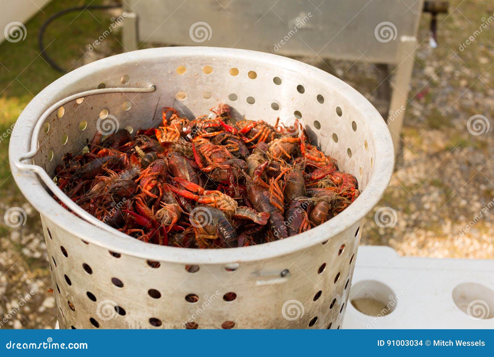 Metal Container Full of Live Crawfish Stock Photo - Image of water ...