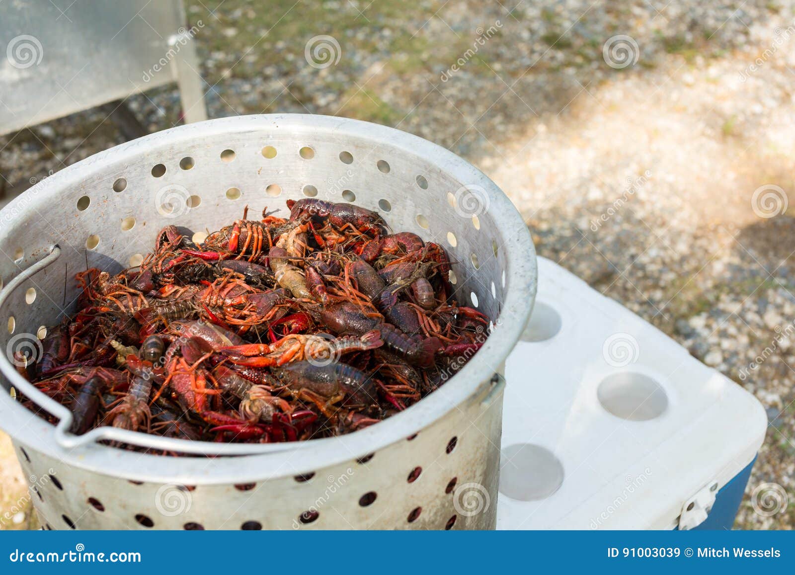 Metal Container Full of Live Crawfish Stock Image - Image of cooked ...