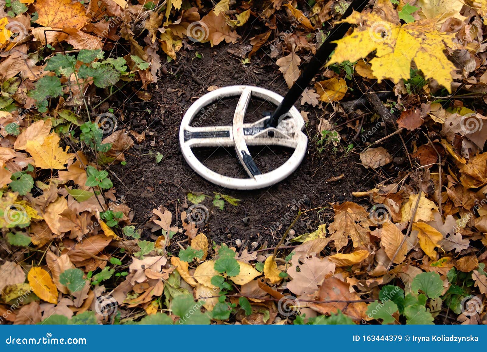 Metal Detector at Work in the Forest. Search for Treasure and Ancient ...