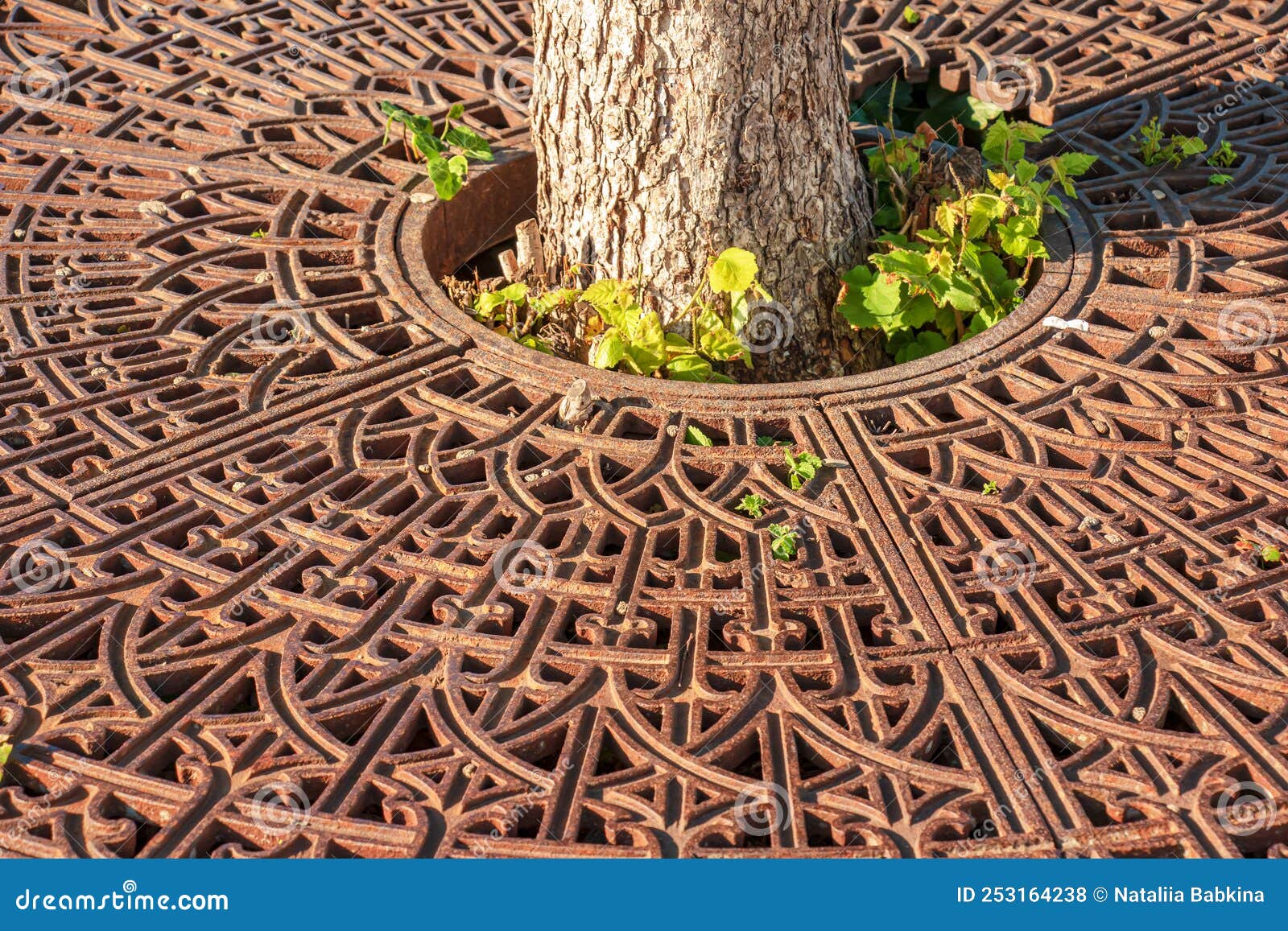 Metal Drainage Grate on the Sidewalk Around a Tree in Slovakia Stock ...