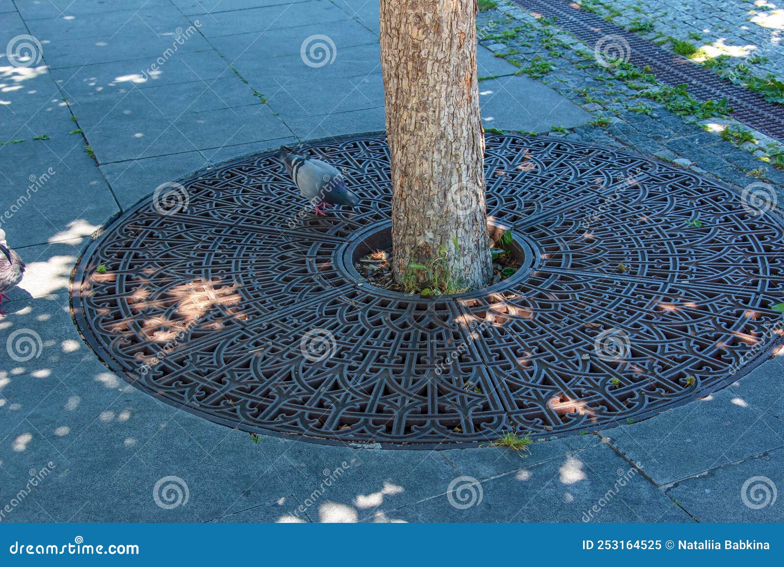 Metal Drainage Grate on the Sidewalk Around a Tree in Slovakia Stock ...