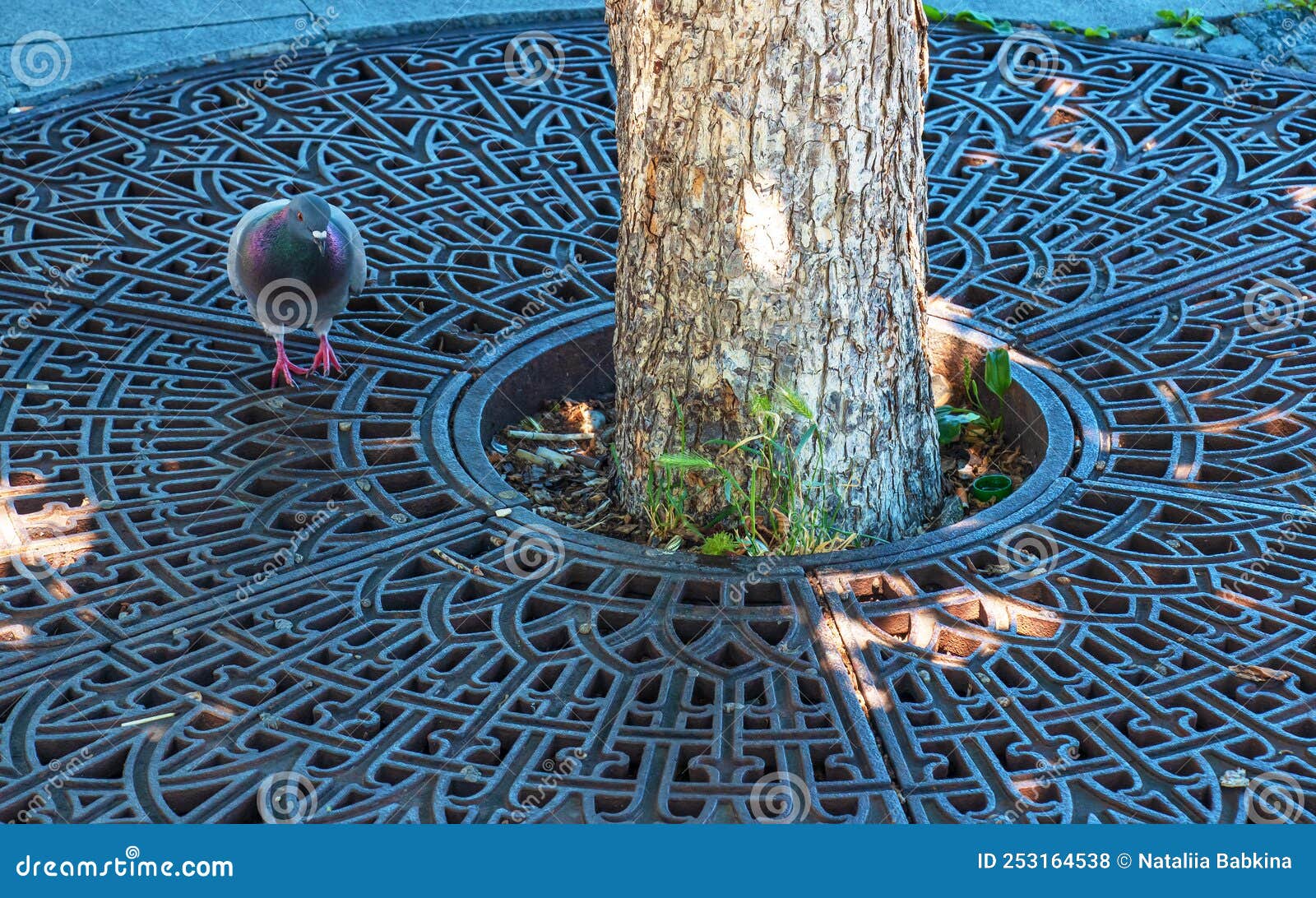 Metal Drainage Grate on the Sidewalk Around a Tree in Slovakia Stock ...
