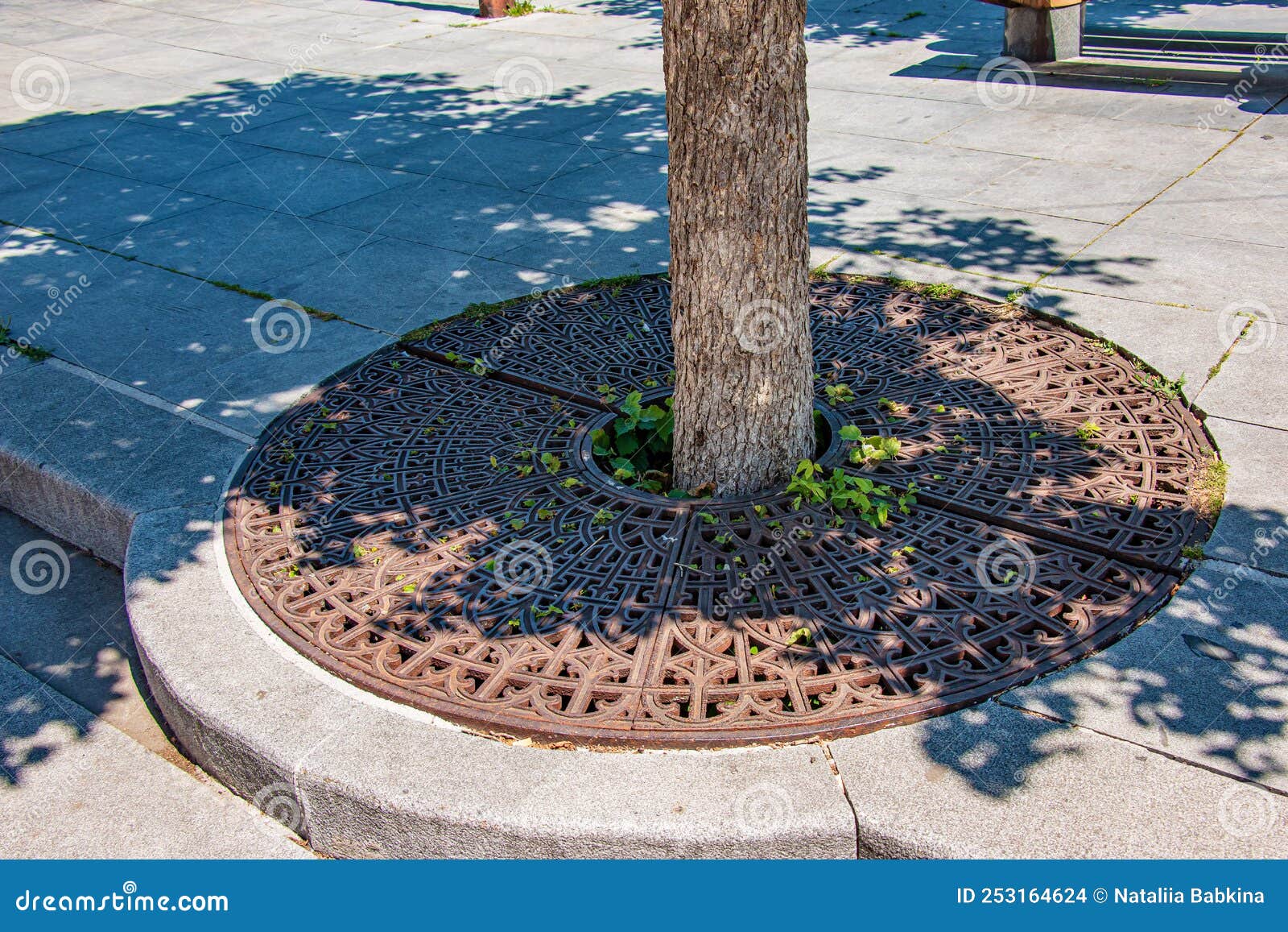 Metal Drainage Grate on the Sidewalk Around a Tree in Slovakia Stock ...