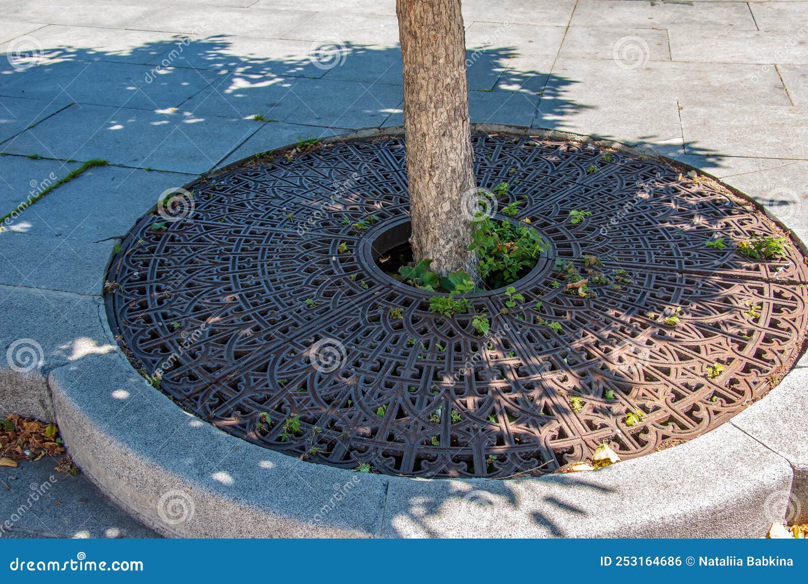 Metal Drainage Grate on the Sidewalk Around a Tree in Slovakia Stock ...