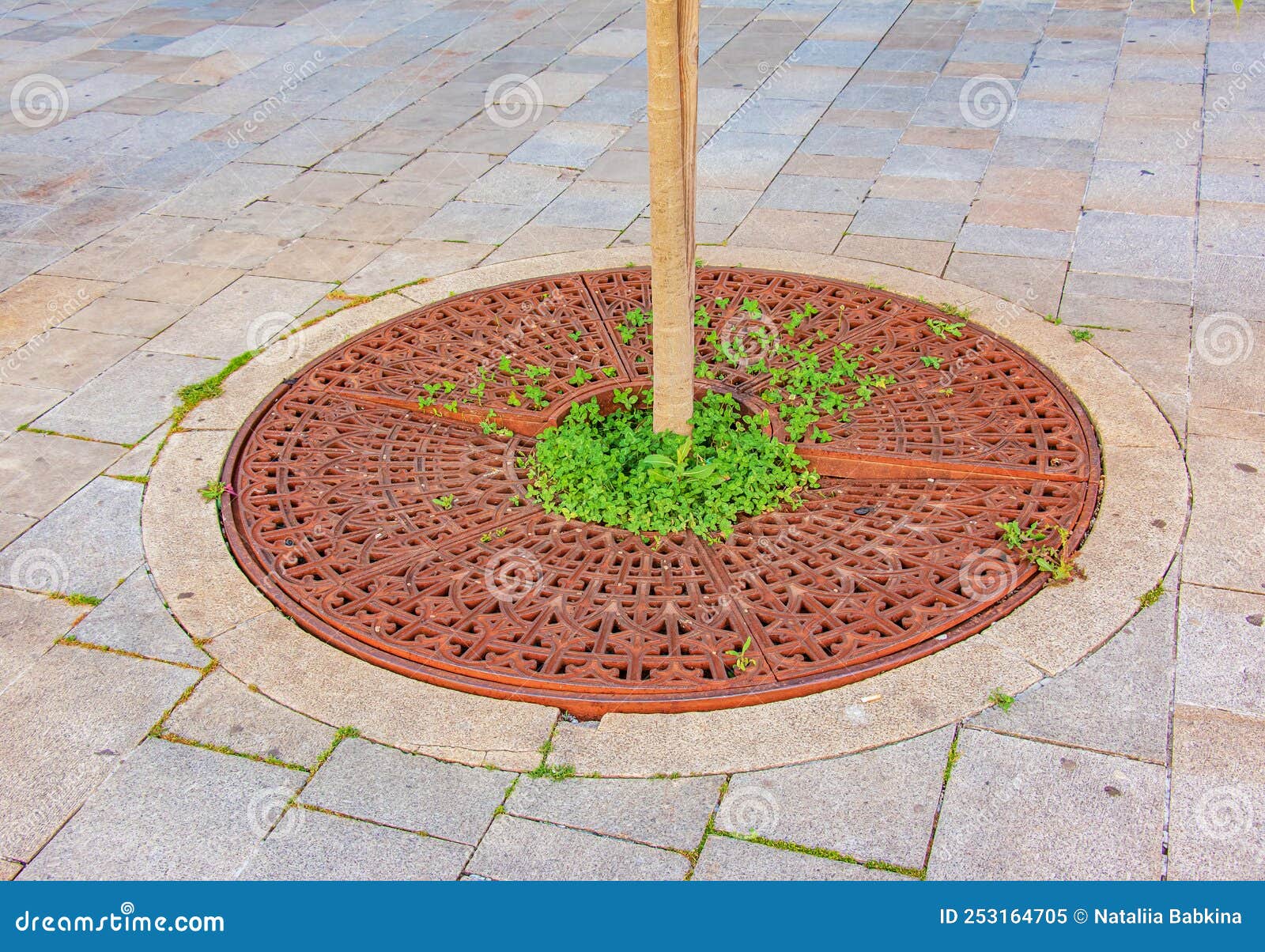 Metal Drainage Grate on the Sidewalk Around a Tree in Slovakia Stock ...