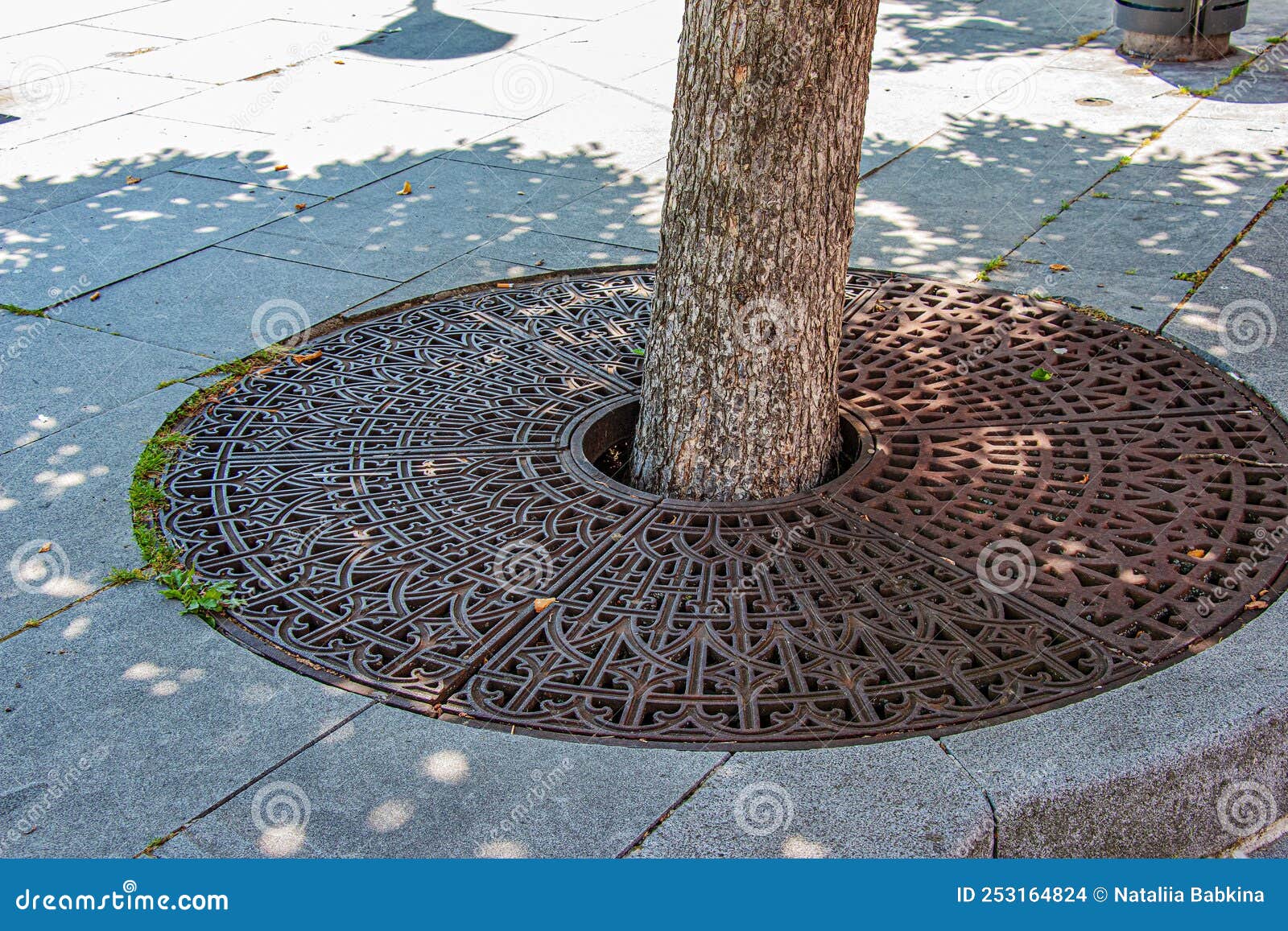 Metal Drainage Grate on the Sidewalk Around a Tree in Slovakia Stock ...
