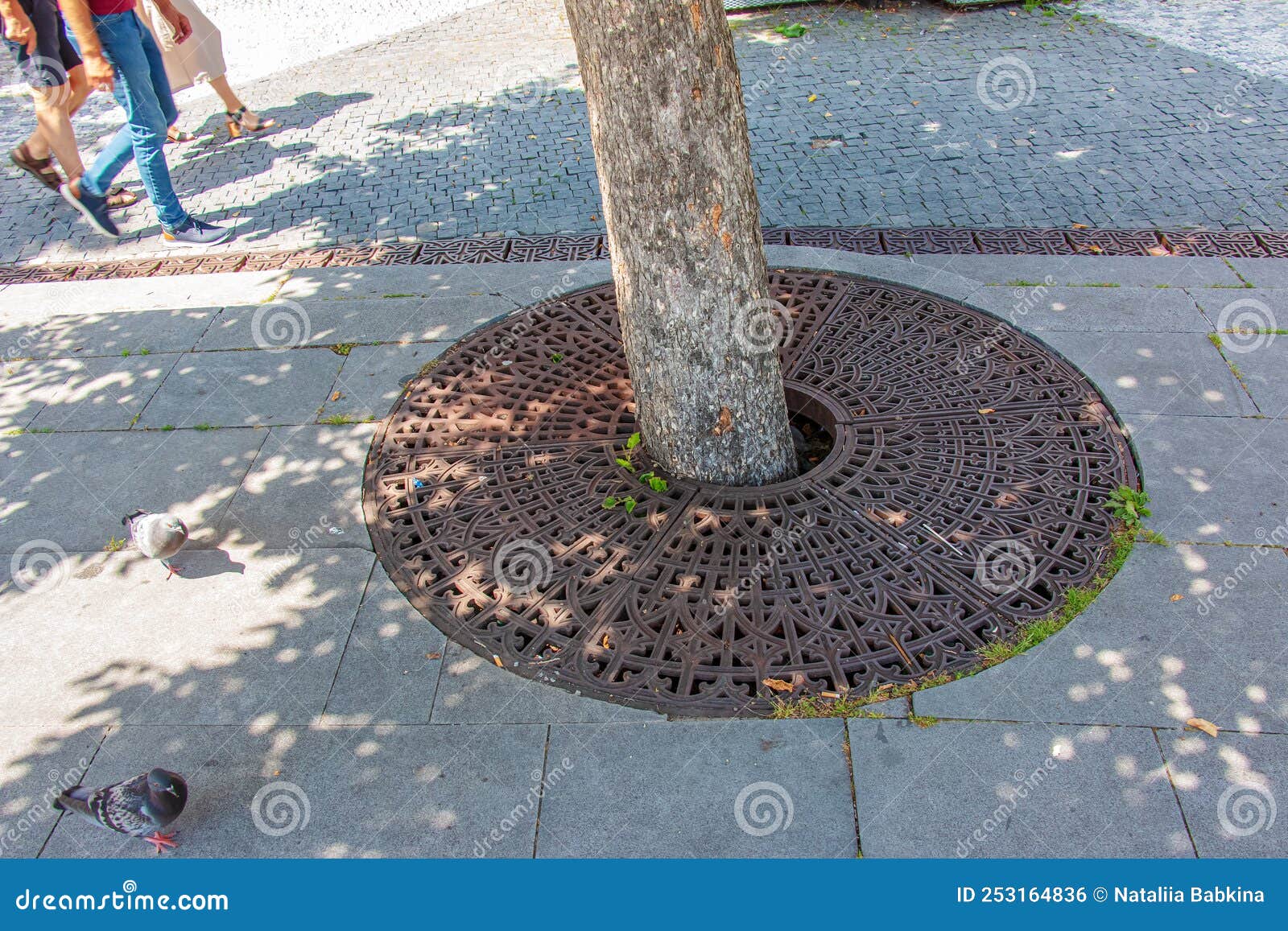Metal Drainage Grate on the Sidewalk Around a Tree in Slovakia Stock ...