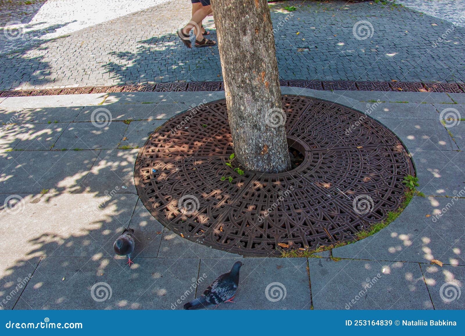 Metal Drainage Grate on the Sidewalk Around a Tree in Slovakia Stock ...