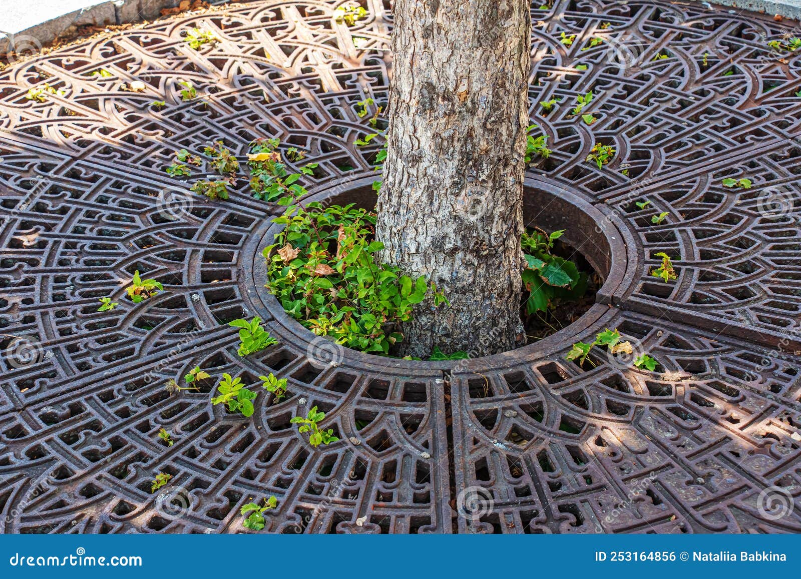 Metal Drainage Grate on the Sidewalk Around a Tree in Slovakia Stock ...