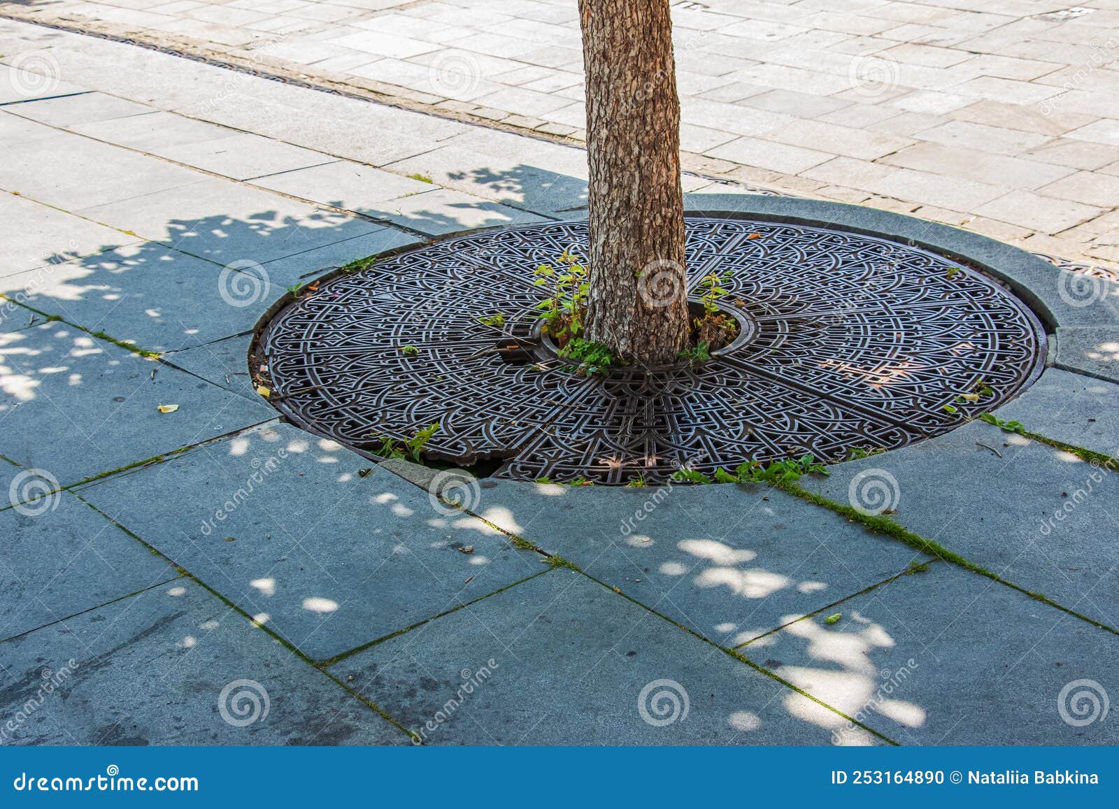 Metal Drainage Grate on the Sidewalk Around a Tree in Slovakia Stock ...