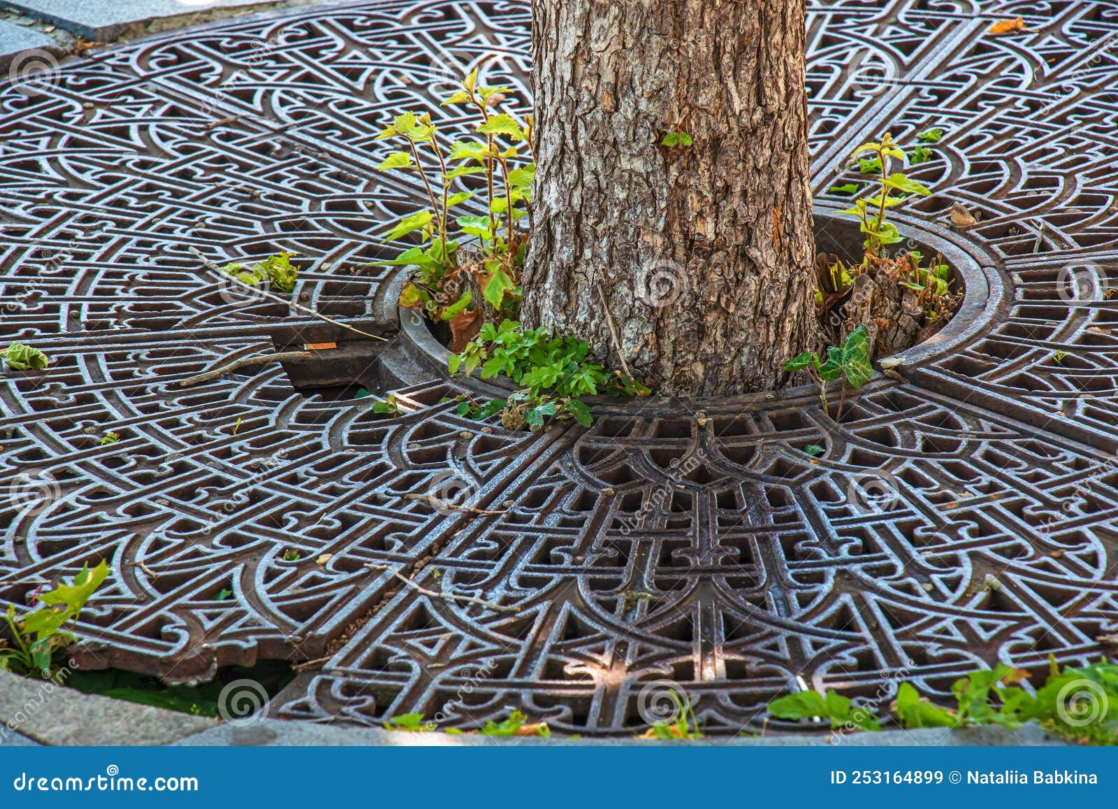 Metal Drainage Grate on the Sidewalk Around a Tree in Slovakia Stock ...