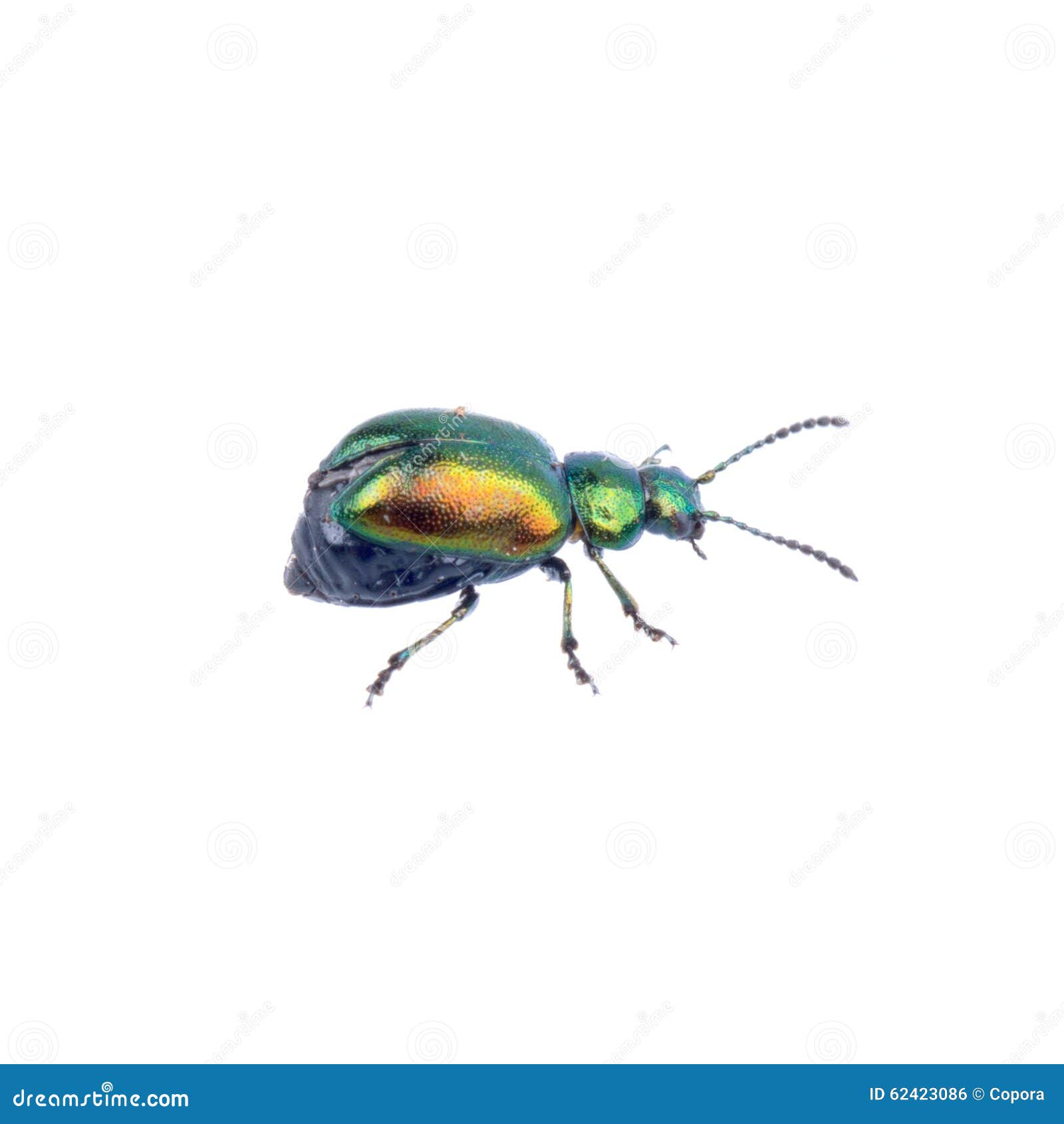 Metal Green Bug on a White Background Stock Photo - Image of head ...