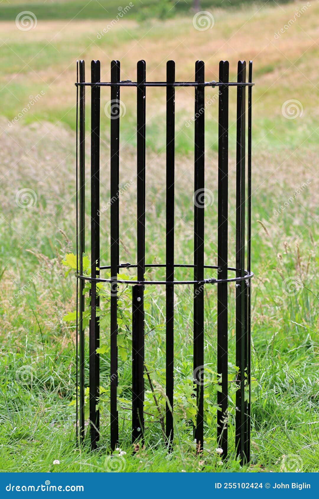 Metal Guard Around Oak Tree in a Park Stock Photo - Image of landscape ...