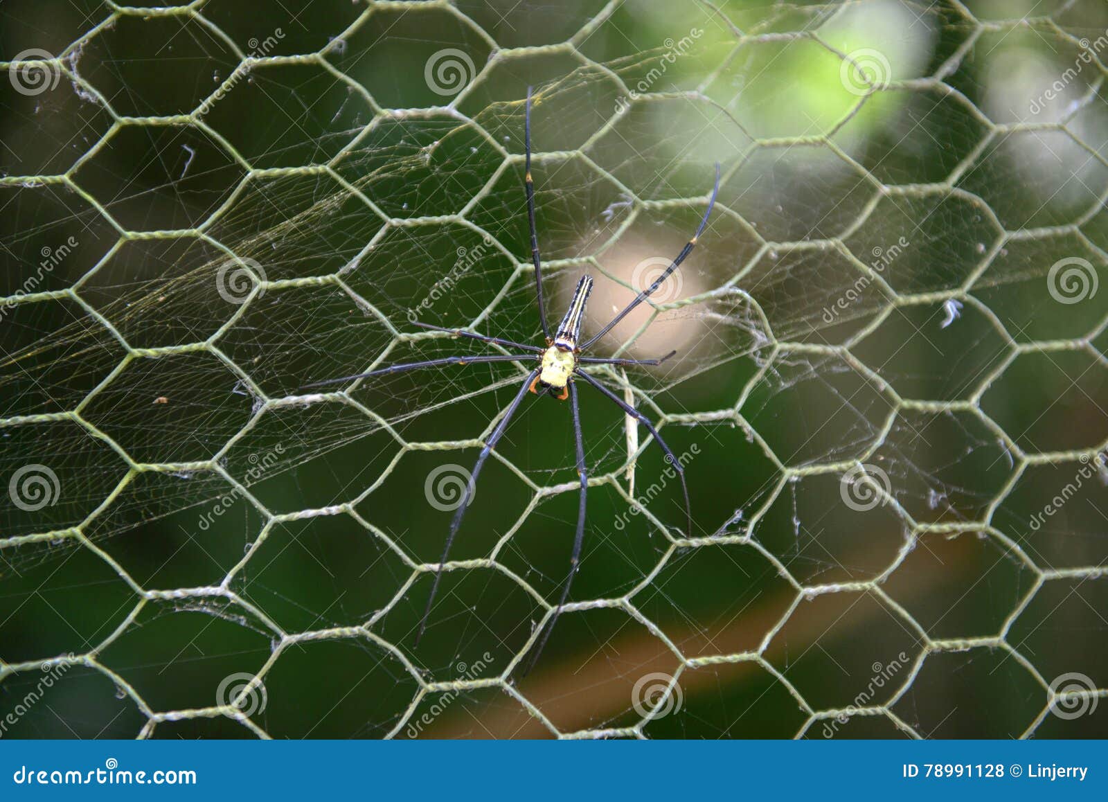 Metal Net with Spider Web Background Stock Photo - Image of macro ...