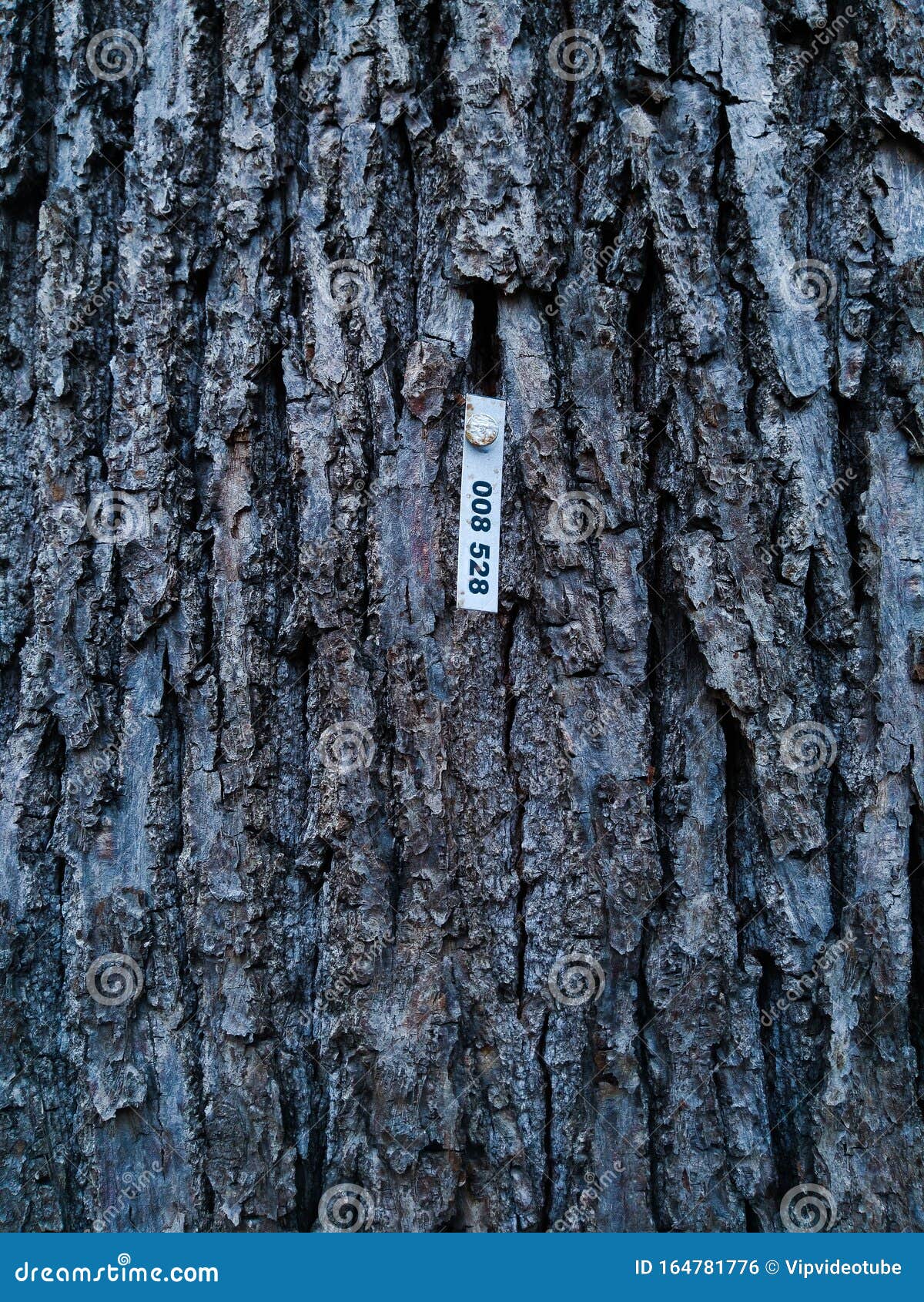 Metal Plate with Serial Number on a Tree in the Park Stock Photo ...