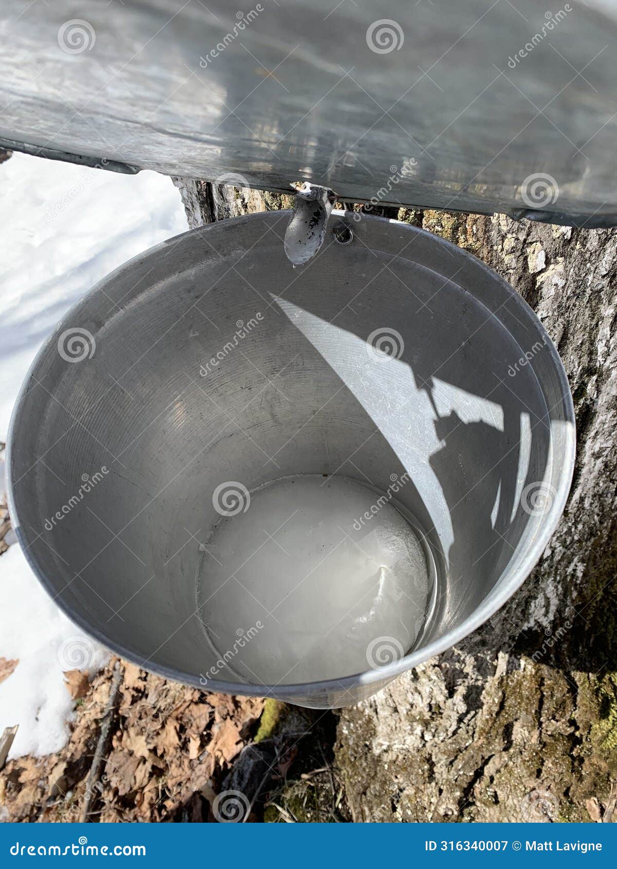 A Metal Sap Bucket on a Maple Tree in a Forest Stock Image - Image of ...