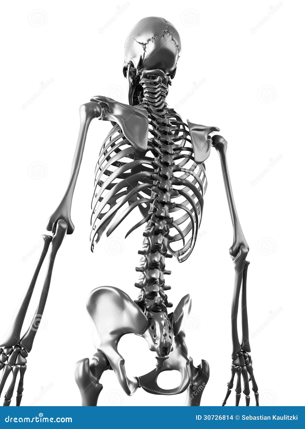 Metal skeleton stock illustration. Illustration of rendering - 30726814