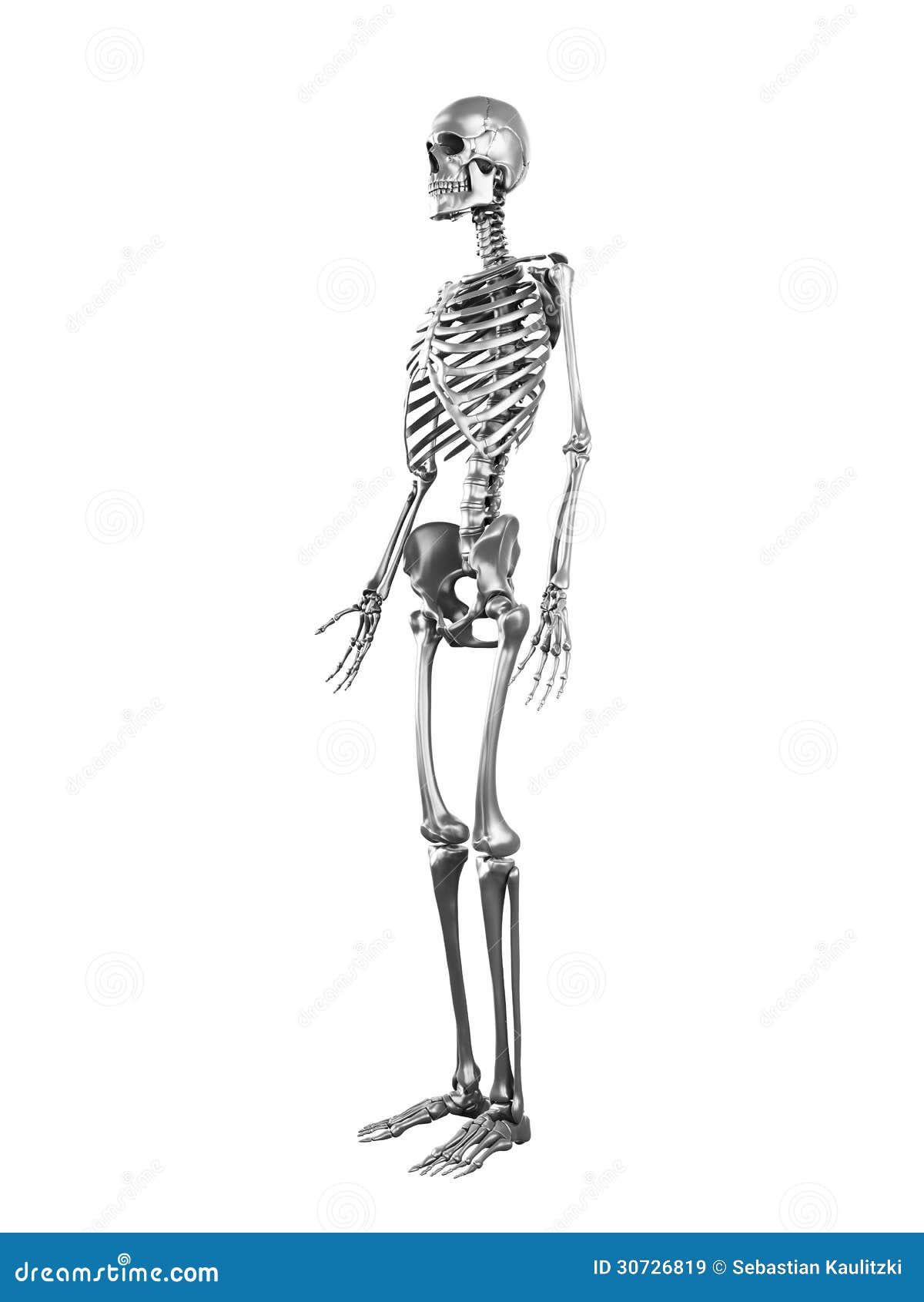 Metal skeleton stock illustration. Illustration of silver - 30726819