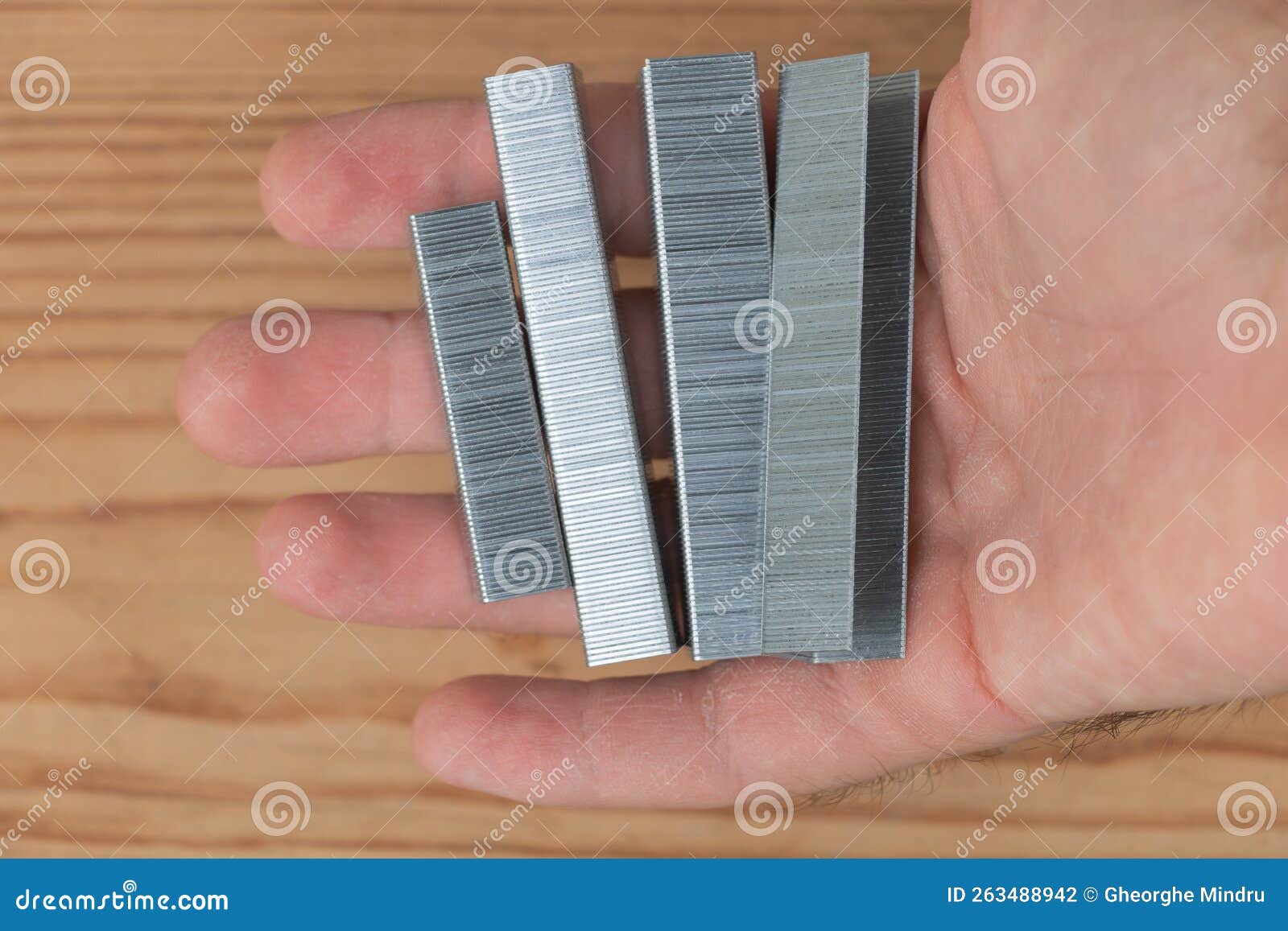 Metal Staples for Staple Machine on in the Hand of a Man Stock Photo ...