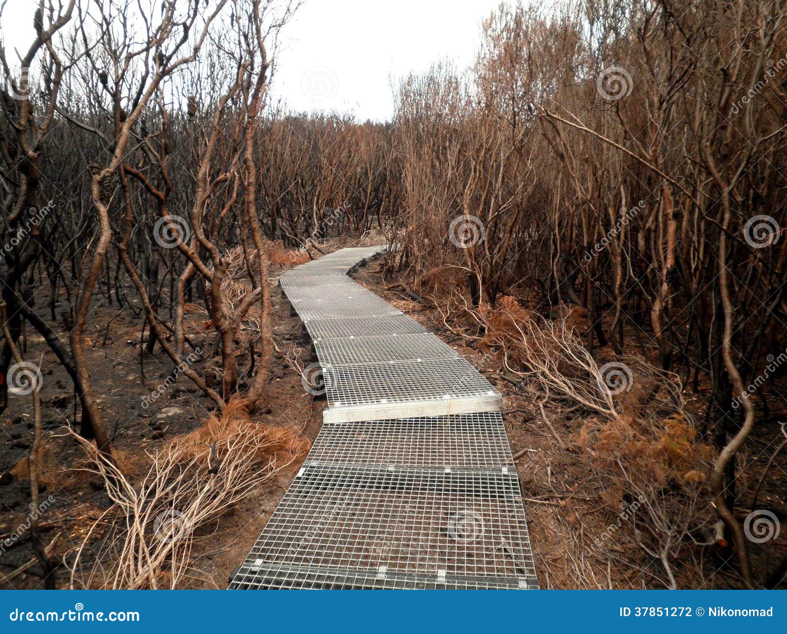Metal Trail stock photo. Image of tree, nature, landscape - 37851272