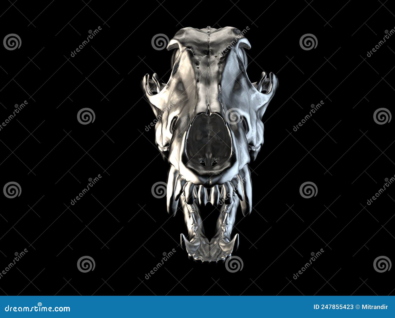 Skull Open Mouth Skeleton Human Partly Displayed Head Side View. Human ...