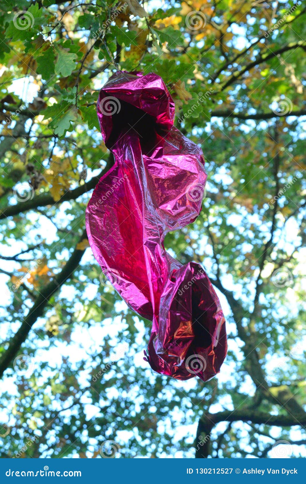 Metallic Balloon Stuck in a Tree Stock Image - Image of garbage ...