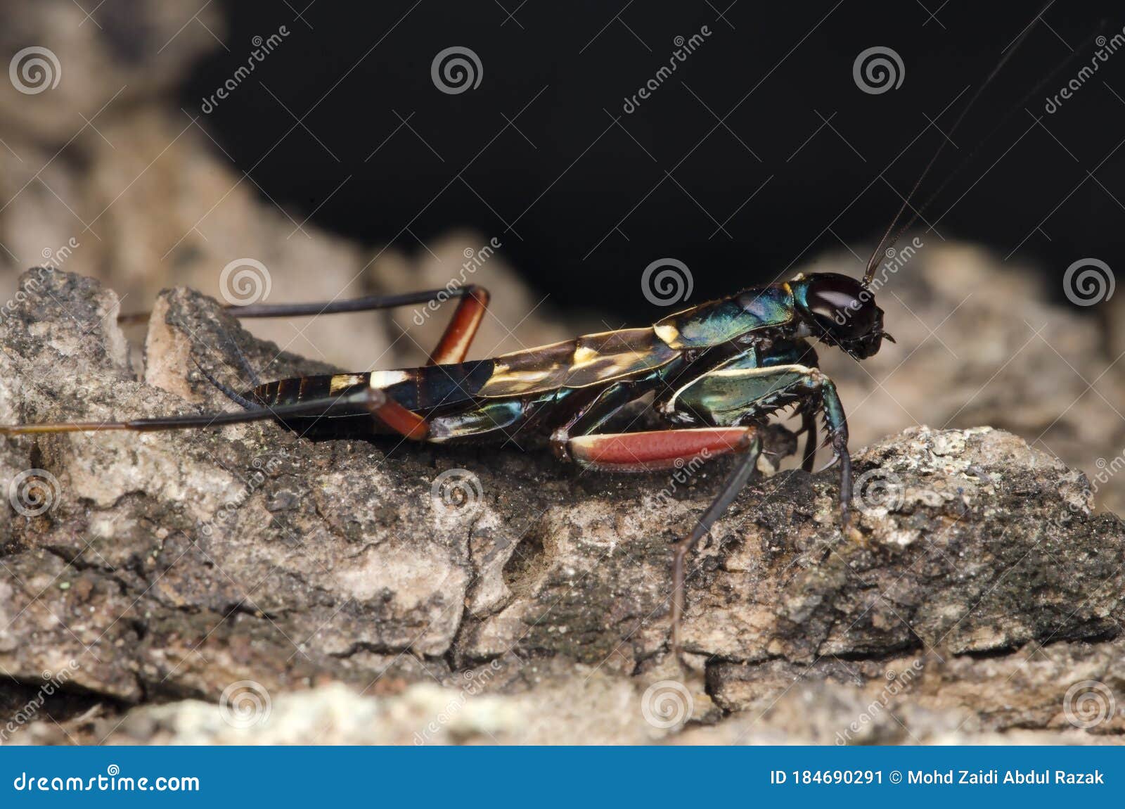 Metallic Bark Mantis Metallyticus Splendidus Nymph Stock Image - Image ...
