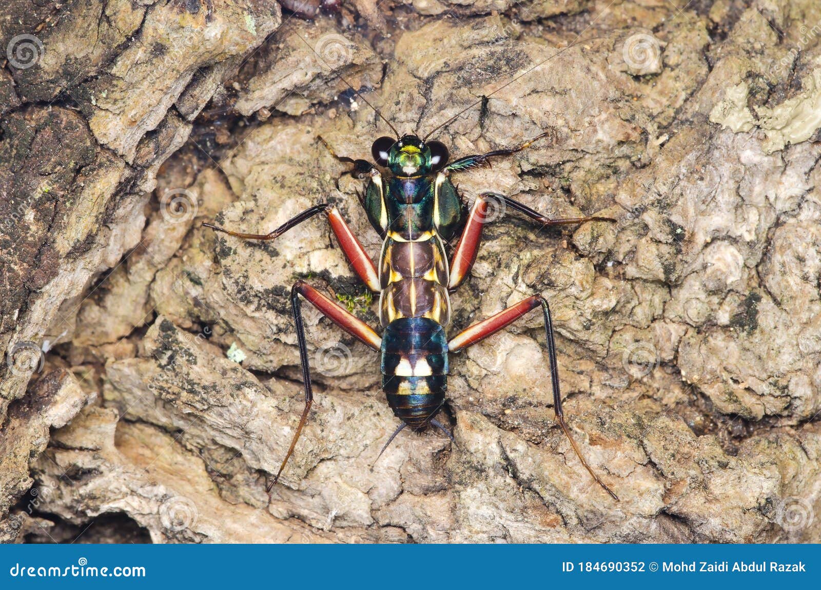 Metallic Bark Mantis Metallyticus Splendidus Nymph Stock Photo - Image ...