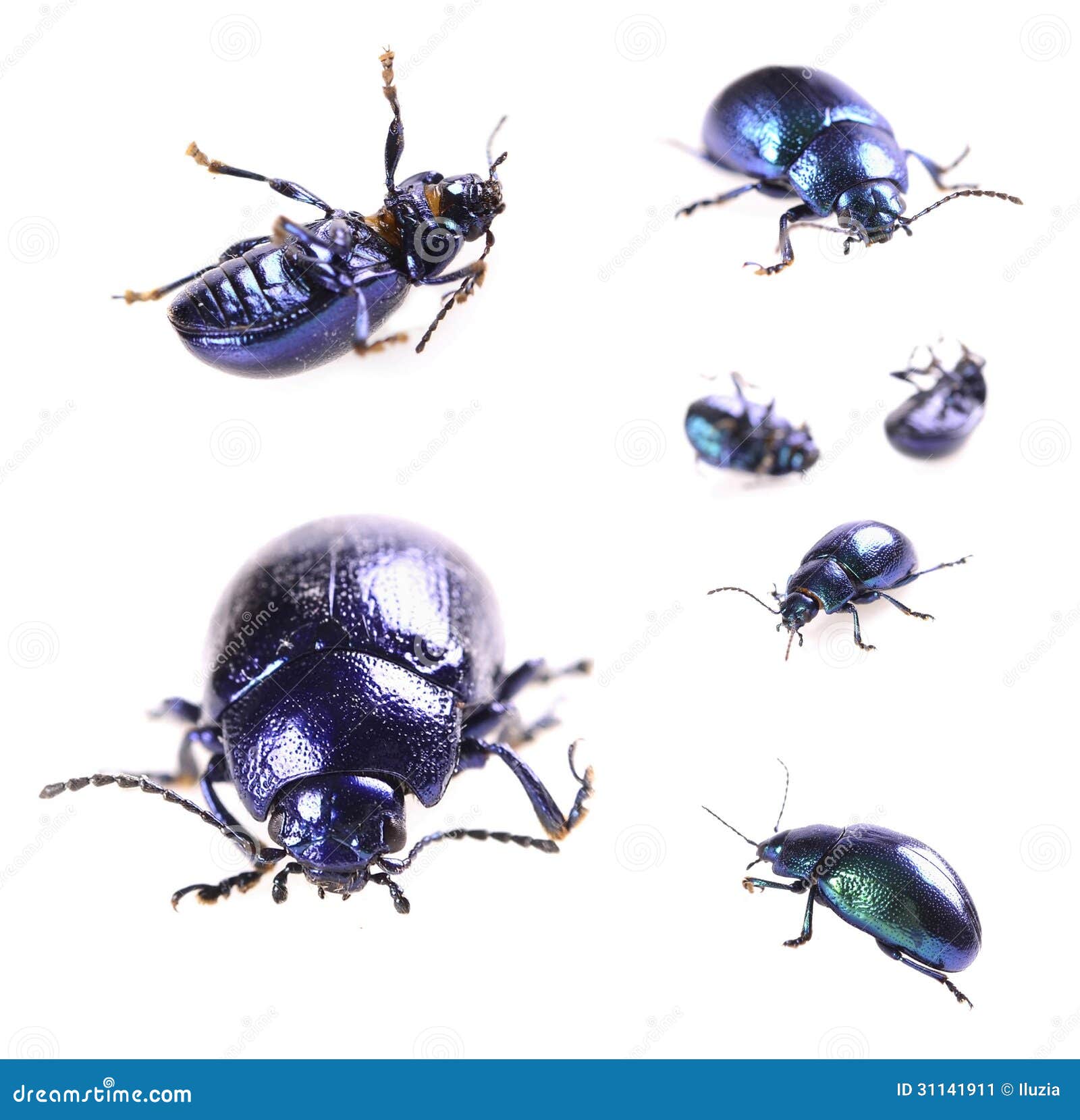 Metallic blue beetle stock image. Image of antenna, metallic - 31141911