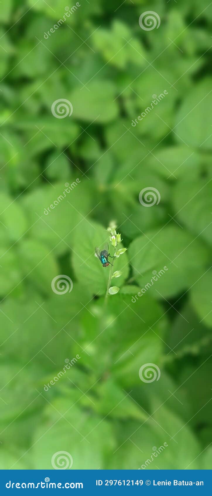 Metallic blue blowfly stock image. Image of bowfly, insect - 297612149
