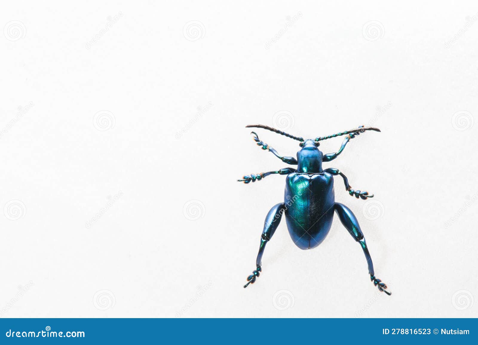 Metallic Blue Leaf Beetle stock image. Image of asia - 278816523