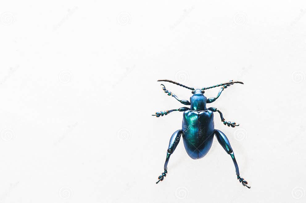 Metallic Blue Leaf Beetle stock image. Image of asia - 278816523