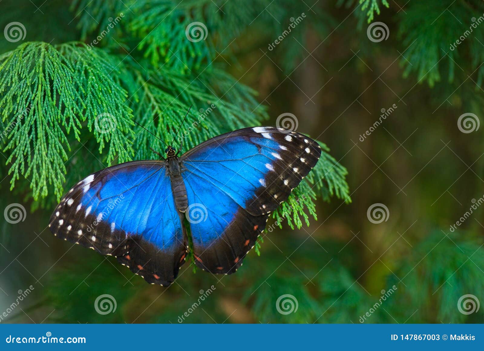 Peleides Blue Morpho Butterfly Resting on Cypress Branch Stock Image ...
