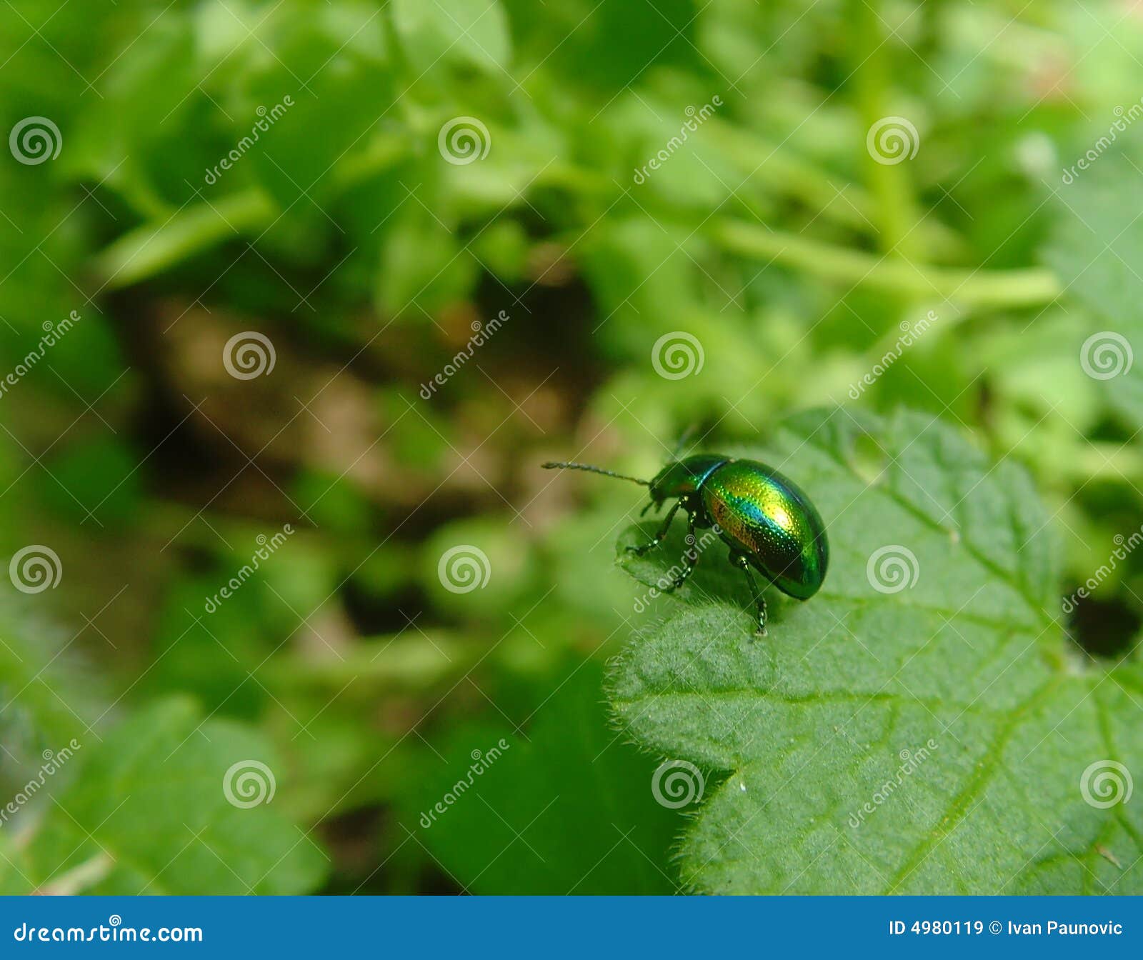 Metallic bug stock image. Image of head, metallic, green - 4980119