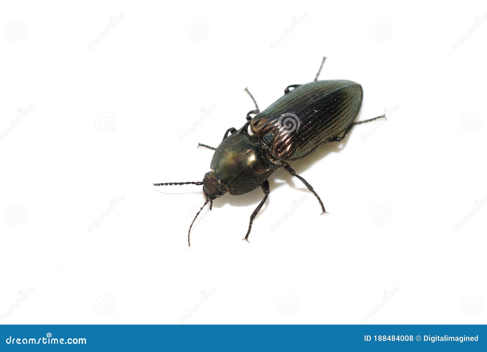 Metallic Click Beetle Selatosomus Aeneus Stock Photo - Image of white ...