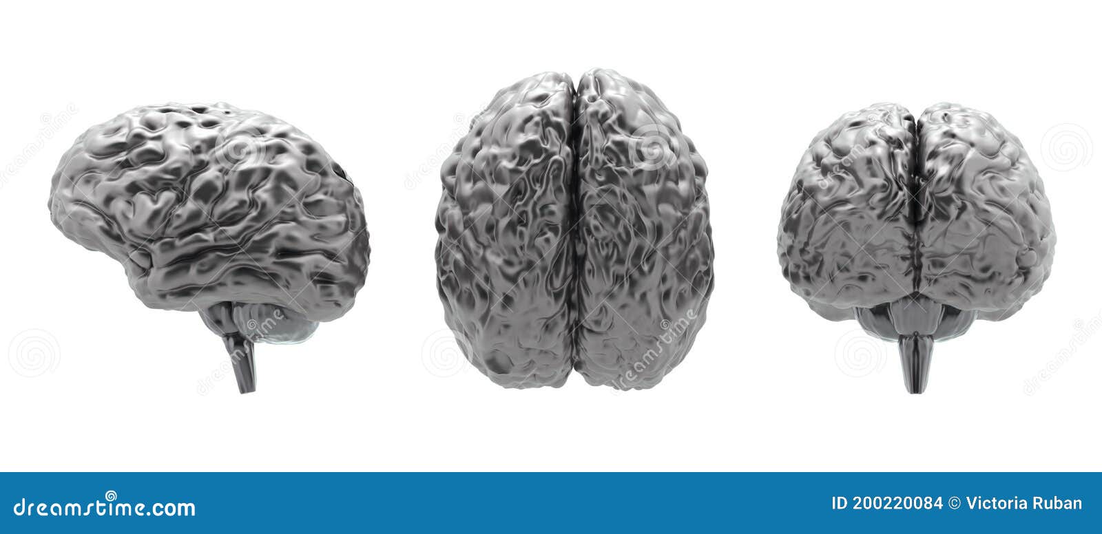 Metallic Color Human Brain Model from Different Sides Stock Photo ...