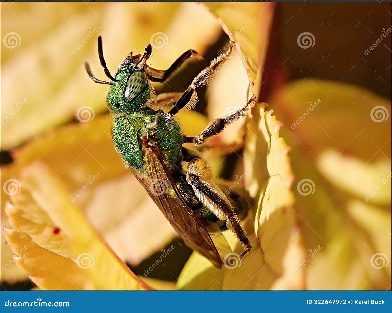Metallic Green Bee - Agapostemon Splendens. Stock Photo - Image of ...