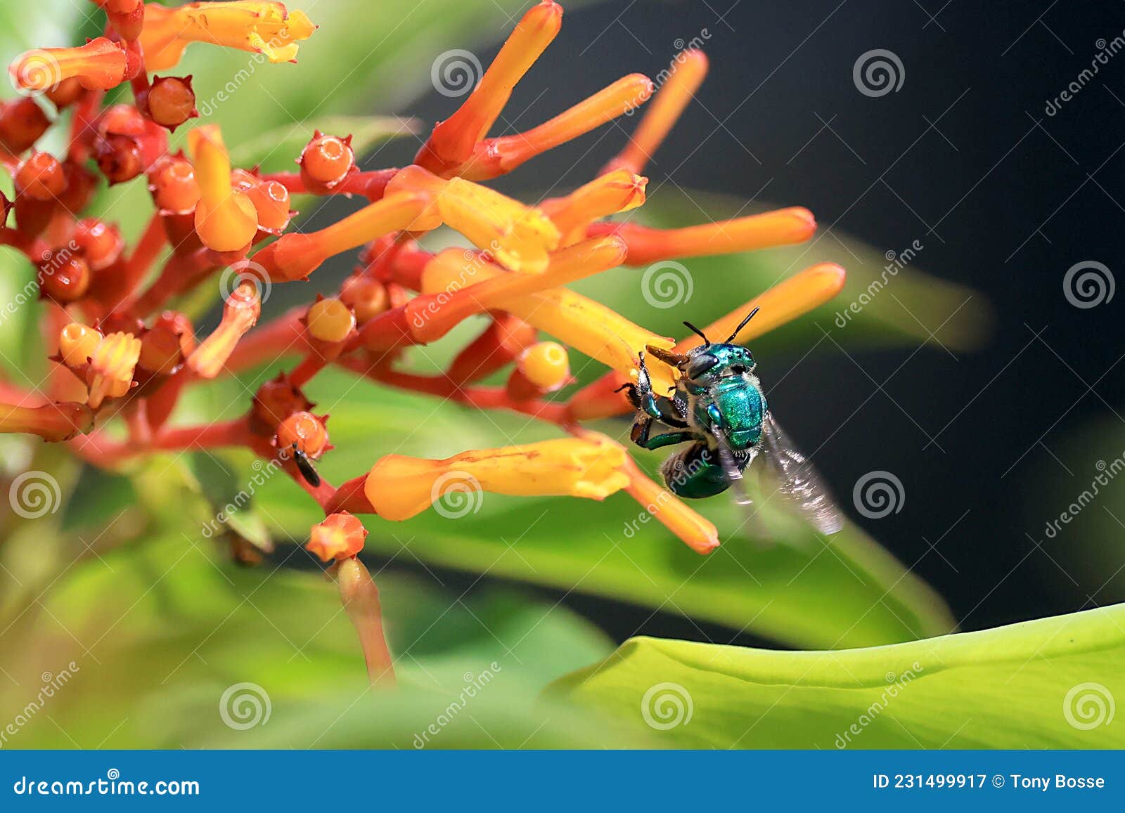 Metallic Green Bee Pollinating Stock Image - Image of nature, tropical ...