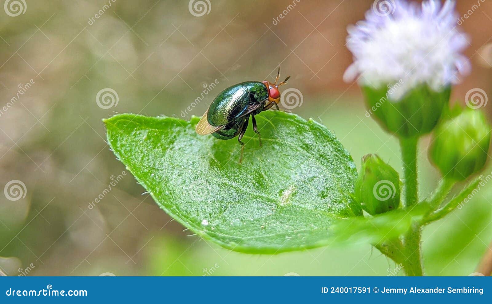 Metallic Green Insect Not a Fly or a Beetle Stock Image - Image of ...