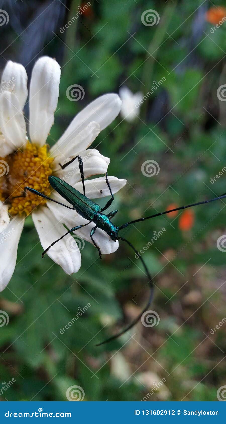 Metallic Green Long-horn Beetle Stock Photo - Image of longhorn ...