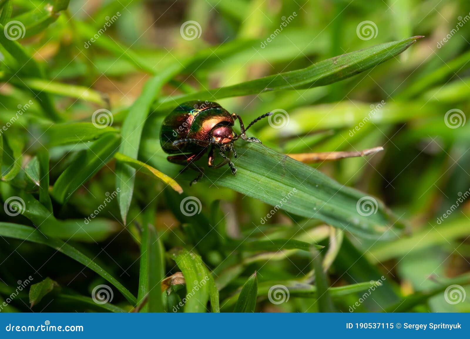 Metallic Green, Shiny Leaf Beetle (Chrysomelidae Stock Image - Image of ...