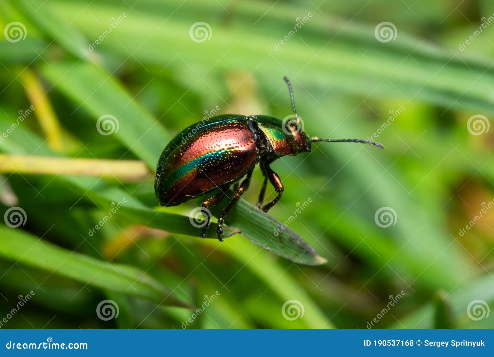 Metallic Green Sheen Characteristic Colonies Of Escherichia Coli On ...