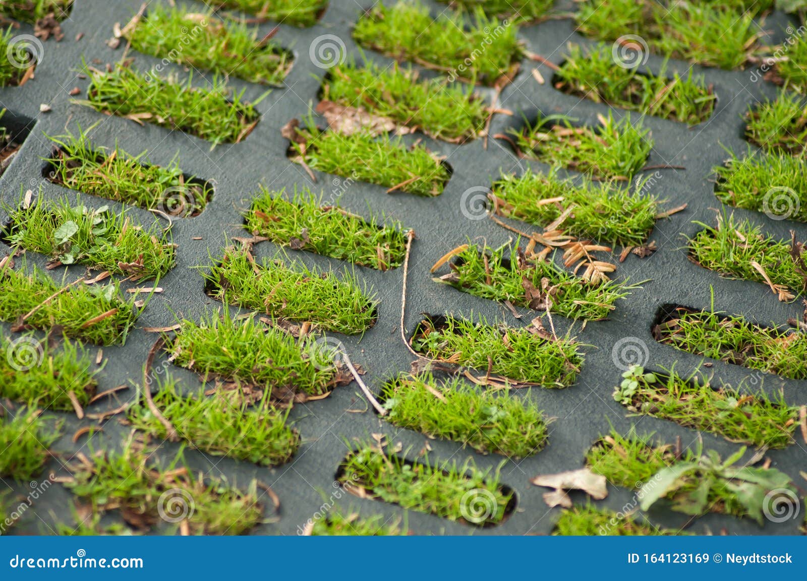Grid And Grass Royalty-Free Stock Photography | CartoonDealer.com #30490847